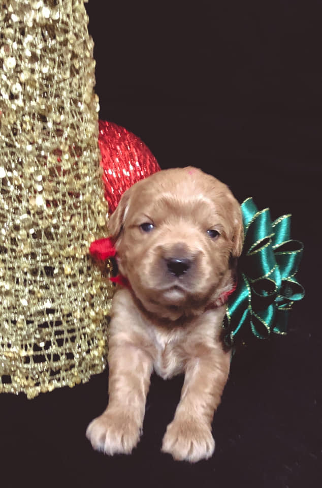 Past Litters – Freedom Doodles