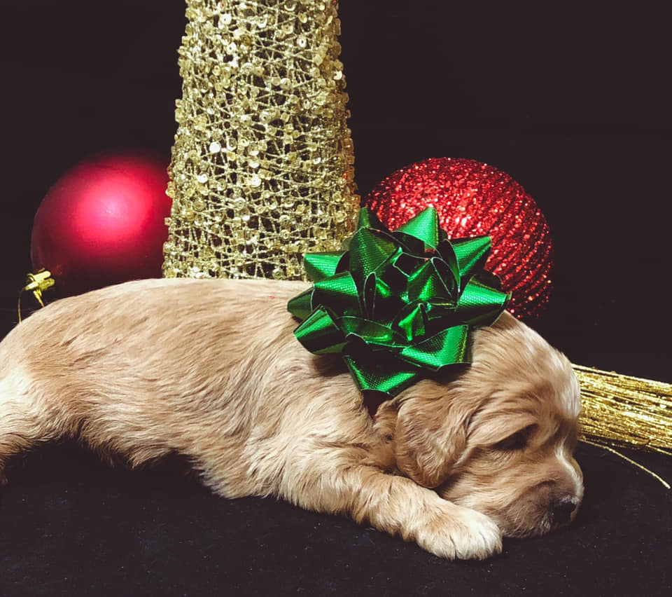 Past Litters – Freedom Doodles