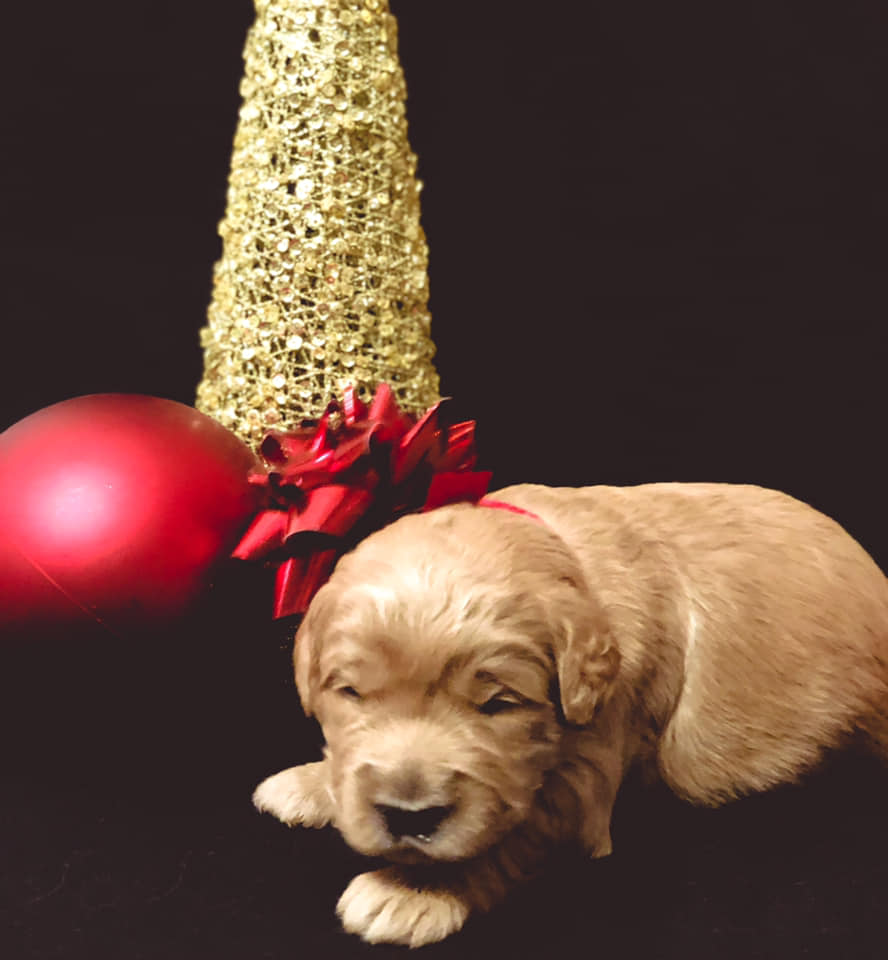 Past Litters – Freedom Doodles