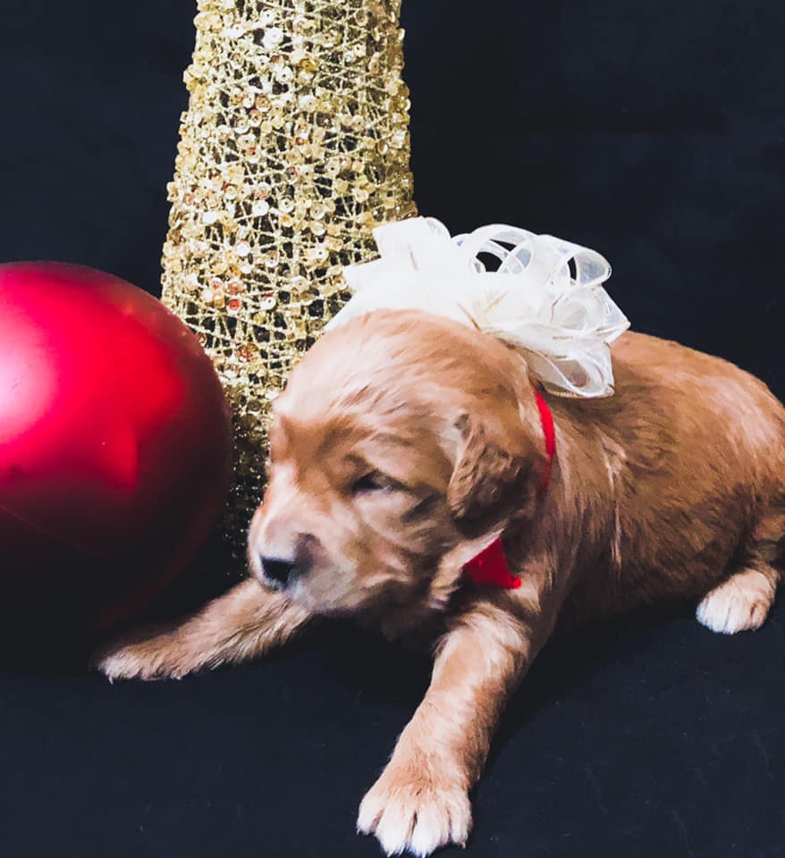 Past Litters – Freedom Doodles