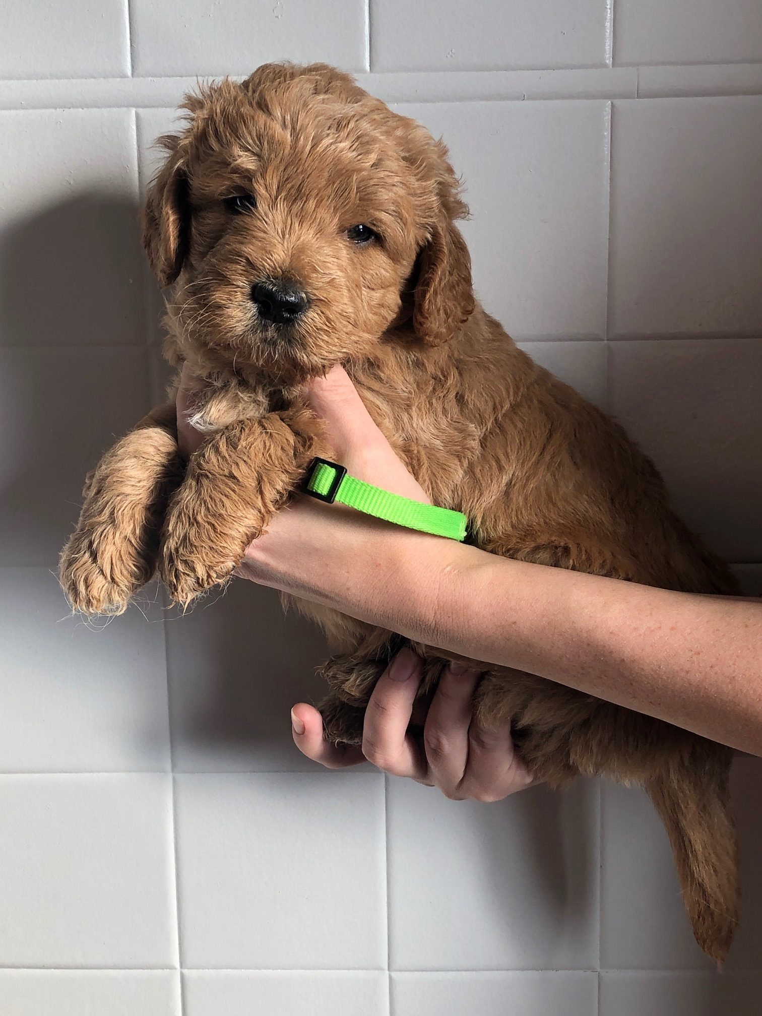 Past Litters – Freedom Doodles