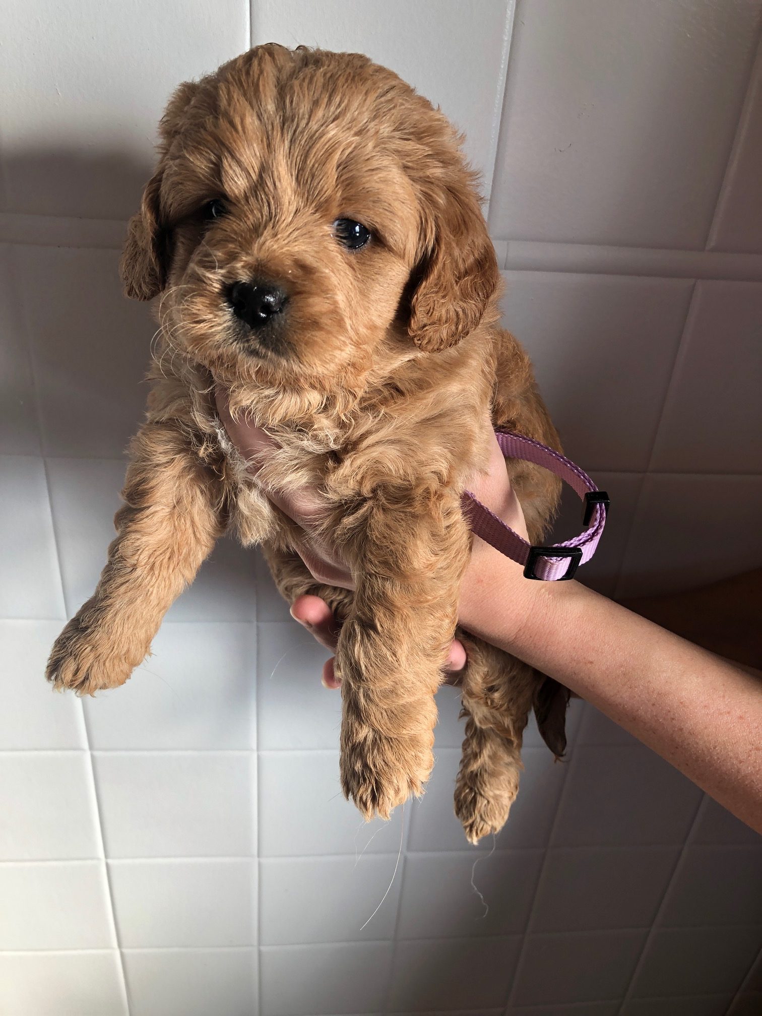 Past Litters – Freedom Doodles