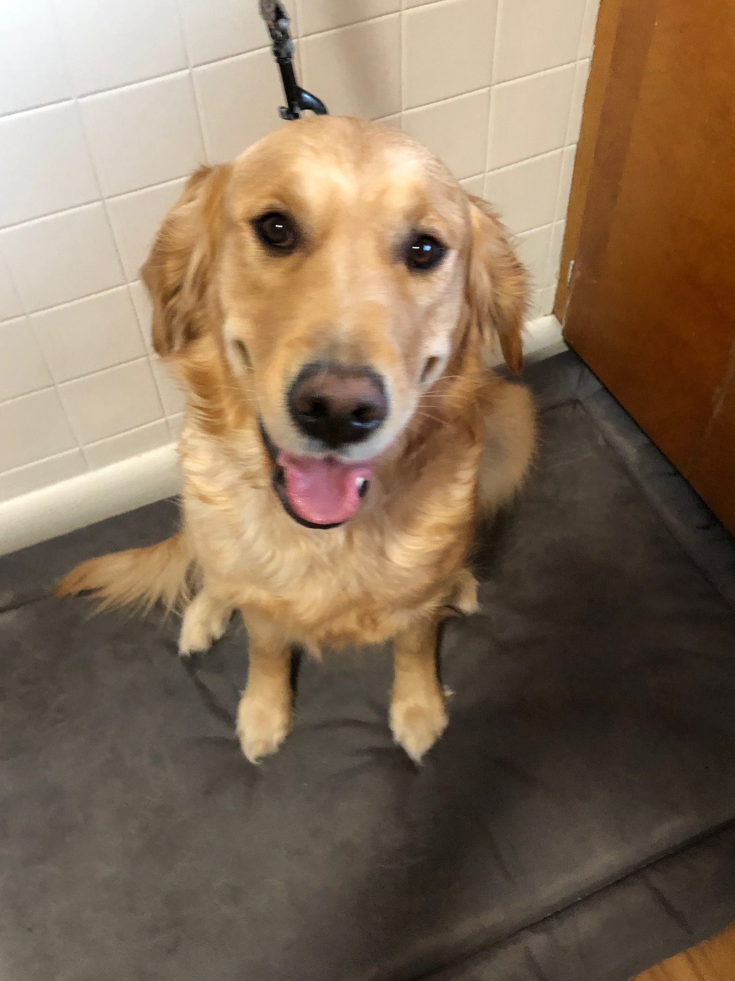 Our Moms and Dads – Freedom Doodles