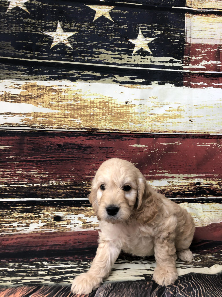 Meet Orange! – Freedom Doodles